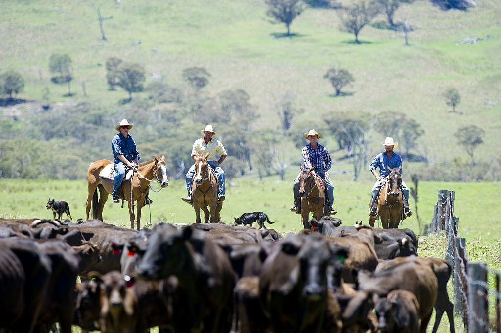 Black Angus Rindfleisch aus Australien | Albers Food