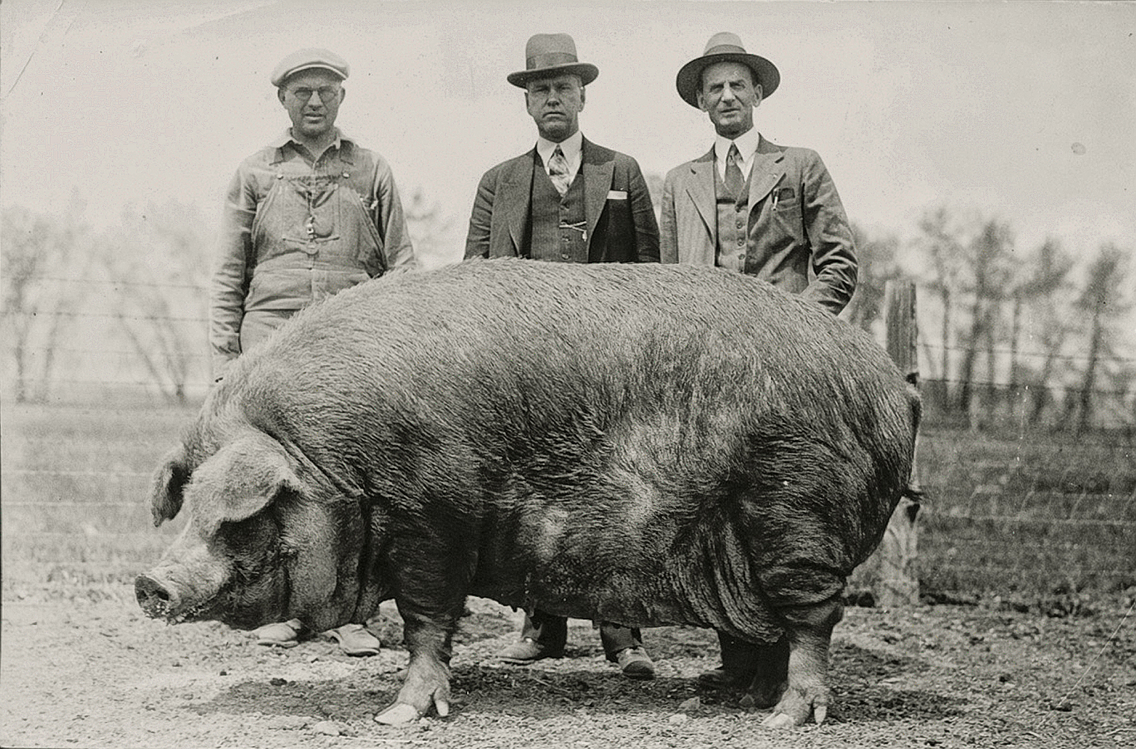 Klasse Rasse: Duroc Schwein / Schweinefleisch | Albers Food