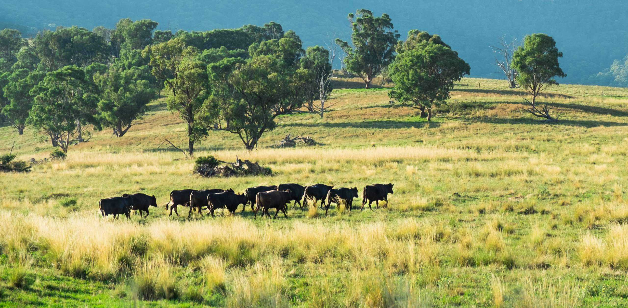 Jack's Creek Wagyu Beef | Albers Food